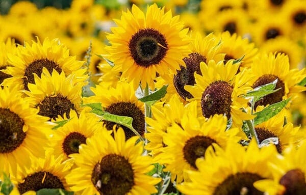 USDA again downgrades sunflower and oil forecast for Ukraine ...