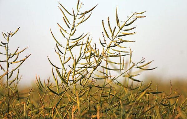 FAS Forecasts Canada Oilseed Production Decline in 2026-2027 ...