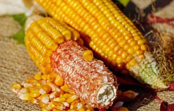Brazil Corn Production Risks Rise as Dry Weather Threatens Safrinha ...