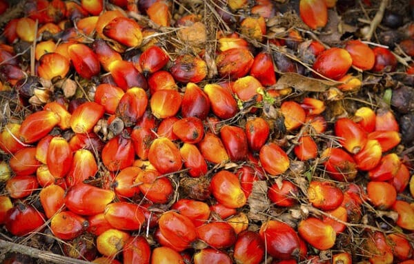 Indonesia creates a new giant in the palm oil industry | GrainProTrade