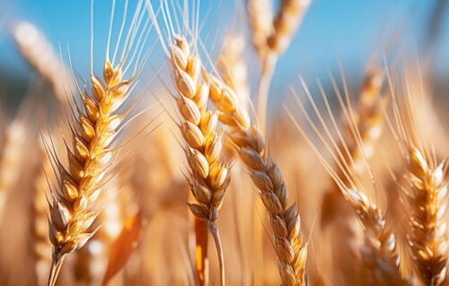 Forecast for Russian wheat production in 2025 raised | GrainProTrade